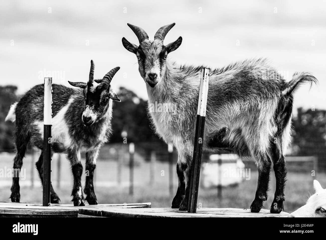 Plant based food white Black and White Stock Photos & Images - Alamy
