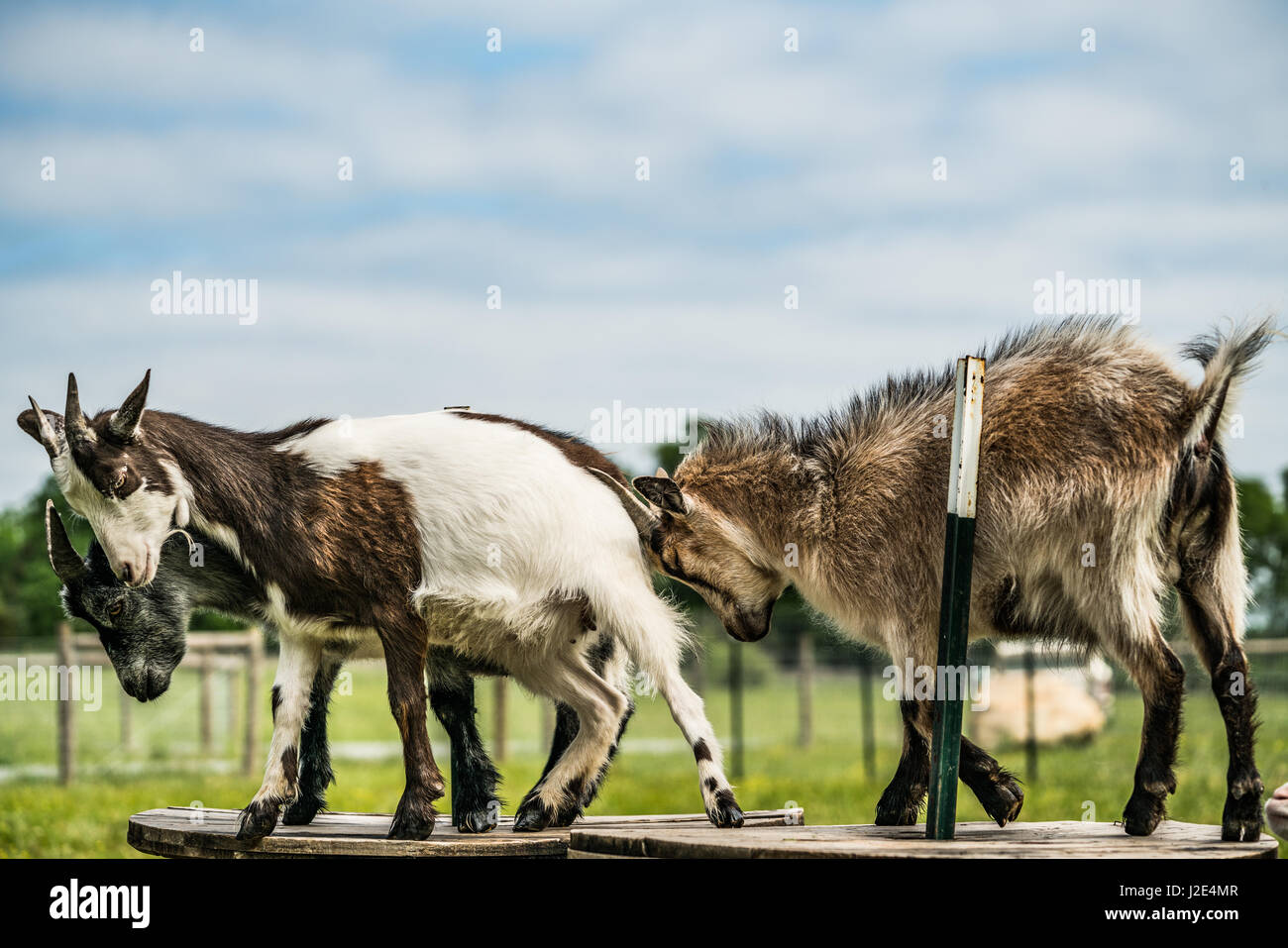 goats head butting Stock Photo - Alamy