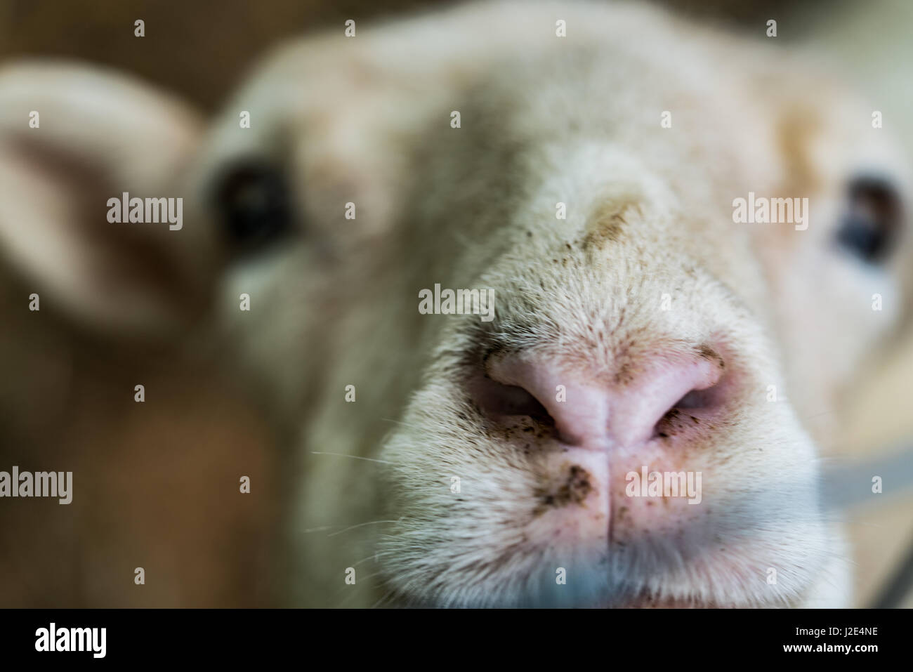 Bull and lamb hi-res stock photography and images - Alamy
