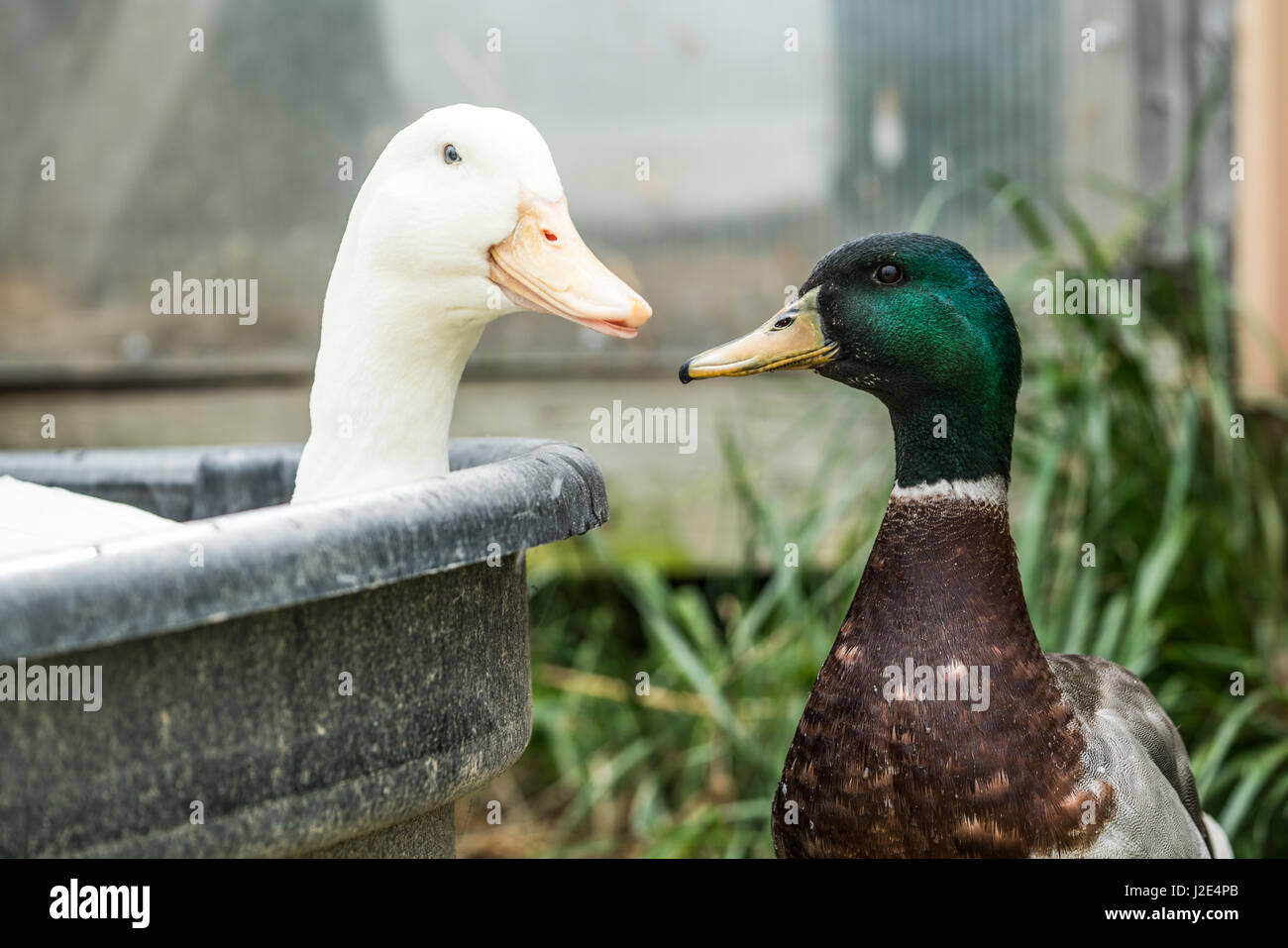 duck at a farm animal rescue Stock Photo - Alamy
