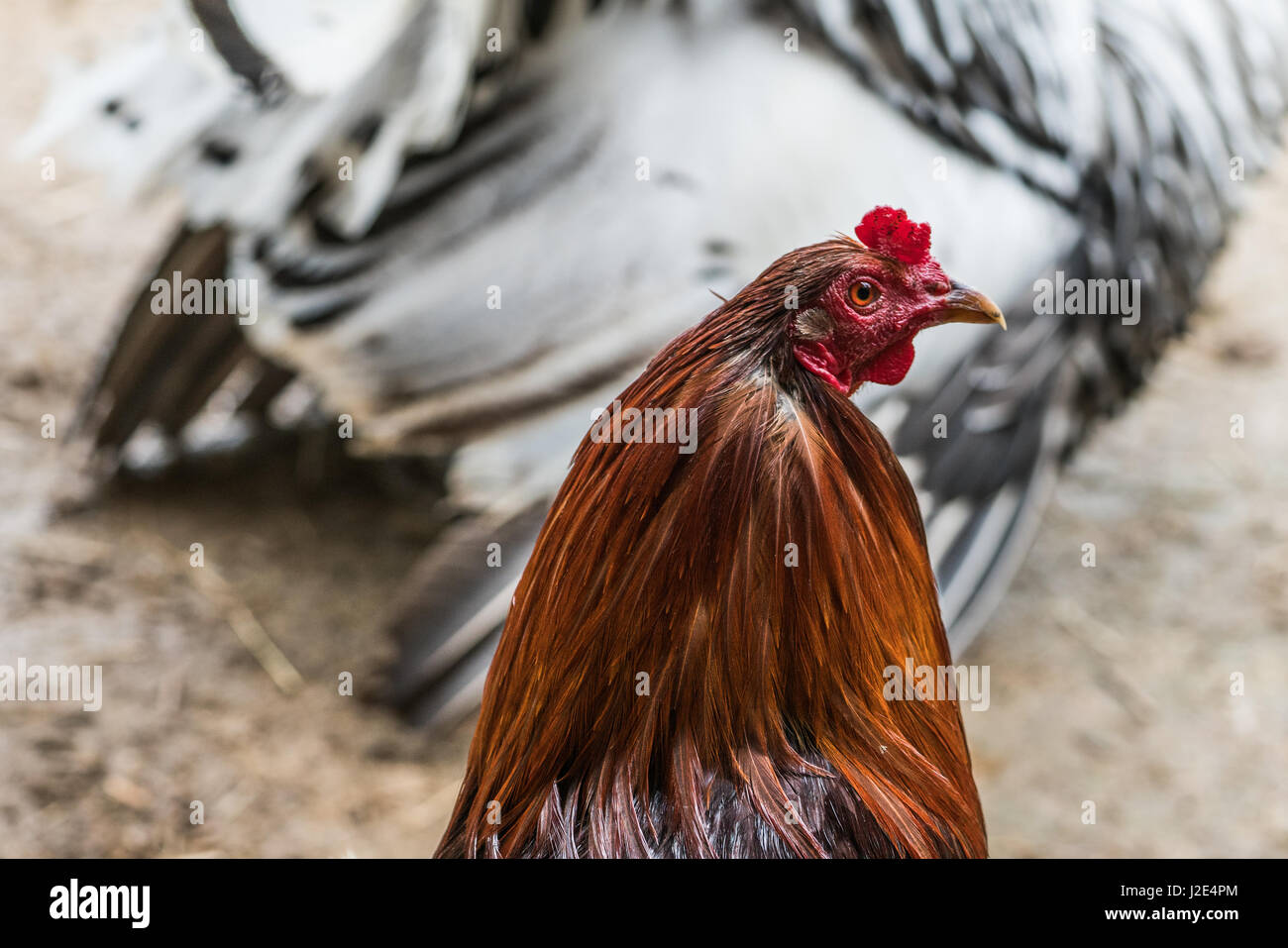 A colorful rooster (scientific name: Gallus gallus domesticus Stock ...