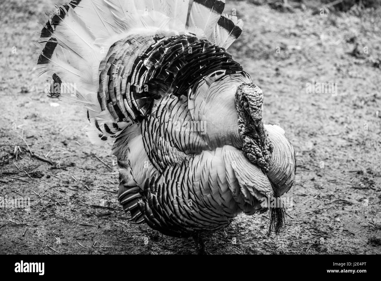 A proud turkey struts and shows off his feathers Stock Photo - Alamy