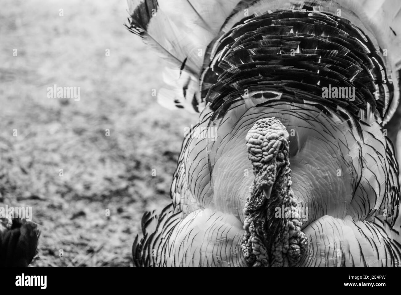 A proud turkey struts and shows off his feathers Stock Photo - Alamy