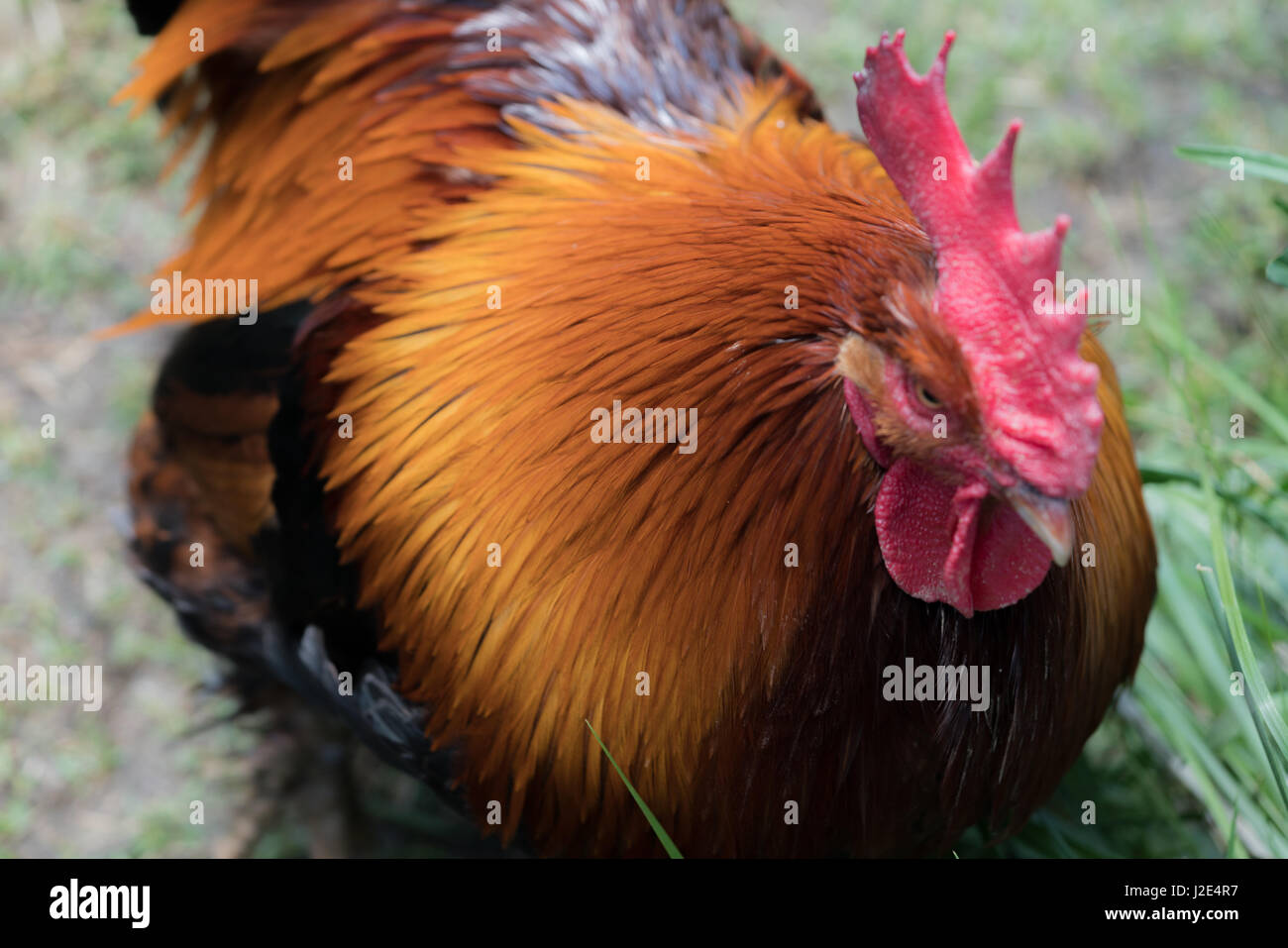 A colorful rooster (scientific name: Gallus gallus domesticus Stock ...