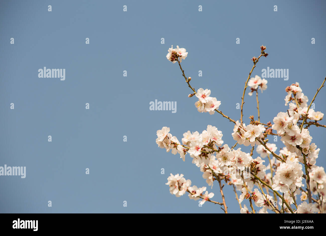 Beautiful photo of blooming almond trees in spring Stock Photo - Alamy