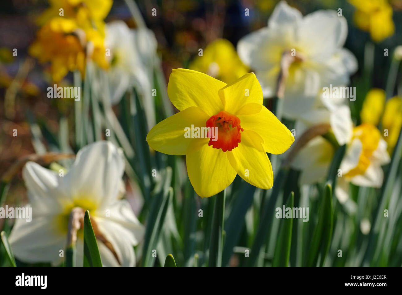 the Daffodil flower is called Fortune Stock Photo - Alamy