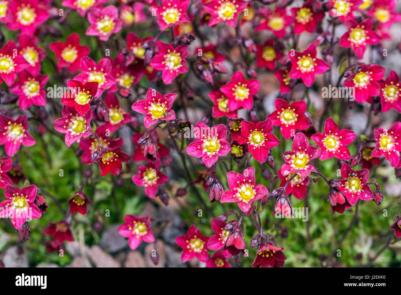 Scarlet Red Flowers High Resolution Stock Photography and Images - Alamy