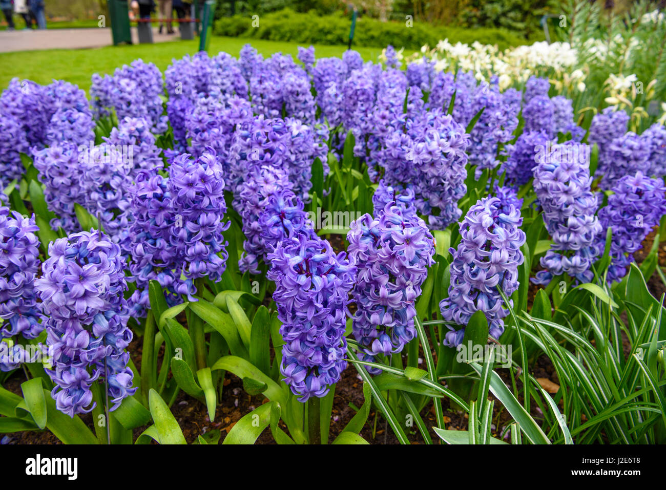 Fresh early spring hyacinth bulbs, grown in Land garden , gladiolus and ...