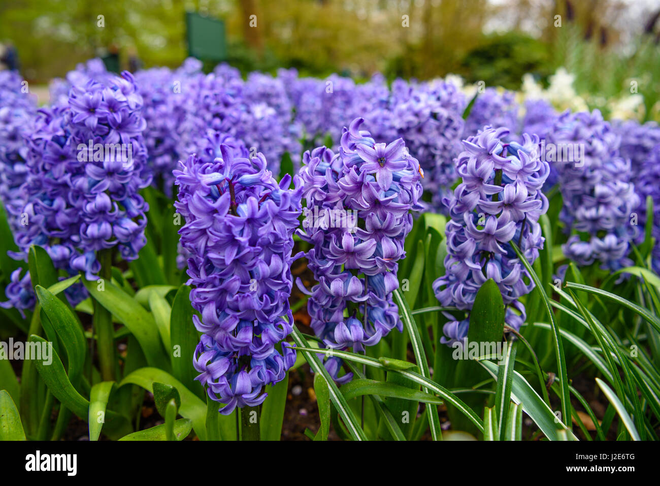 Fresh early spring hyacinth bulbs, grown in Land garden , gladiolus and ...