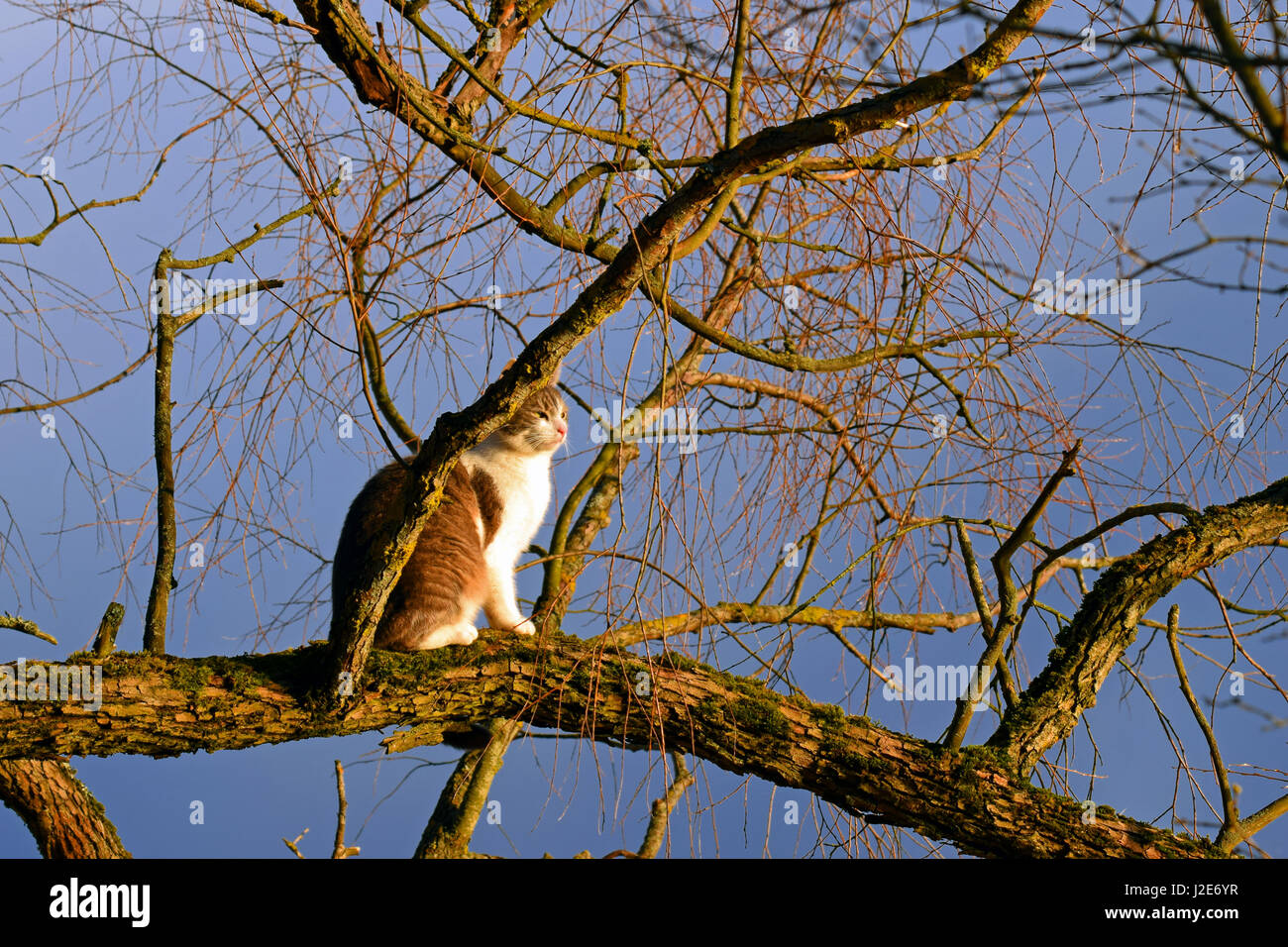 Domestic cat sitting on a branch Stock Photo - Alamy