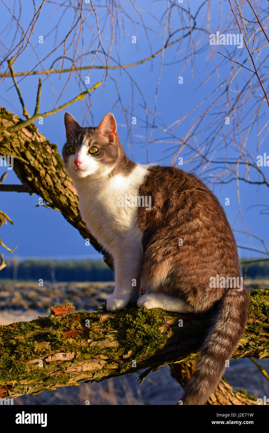 Cat sitting on a branch in beautiful light. Vertical image Stock Photo ...