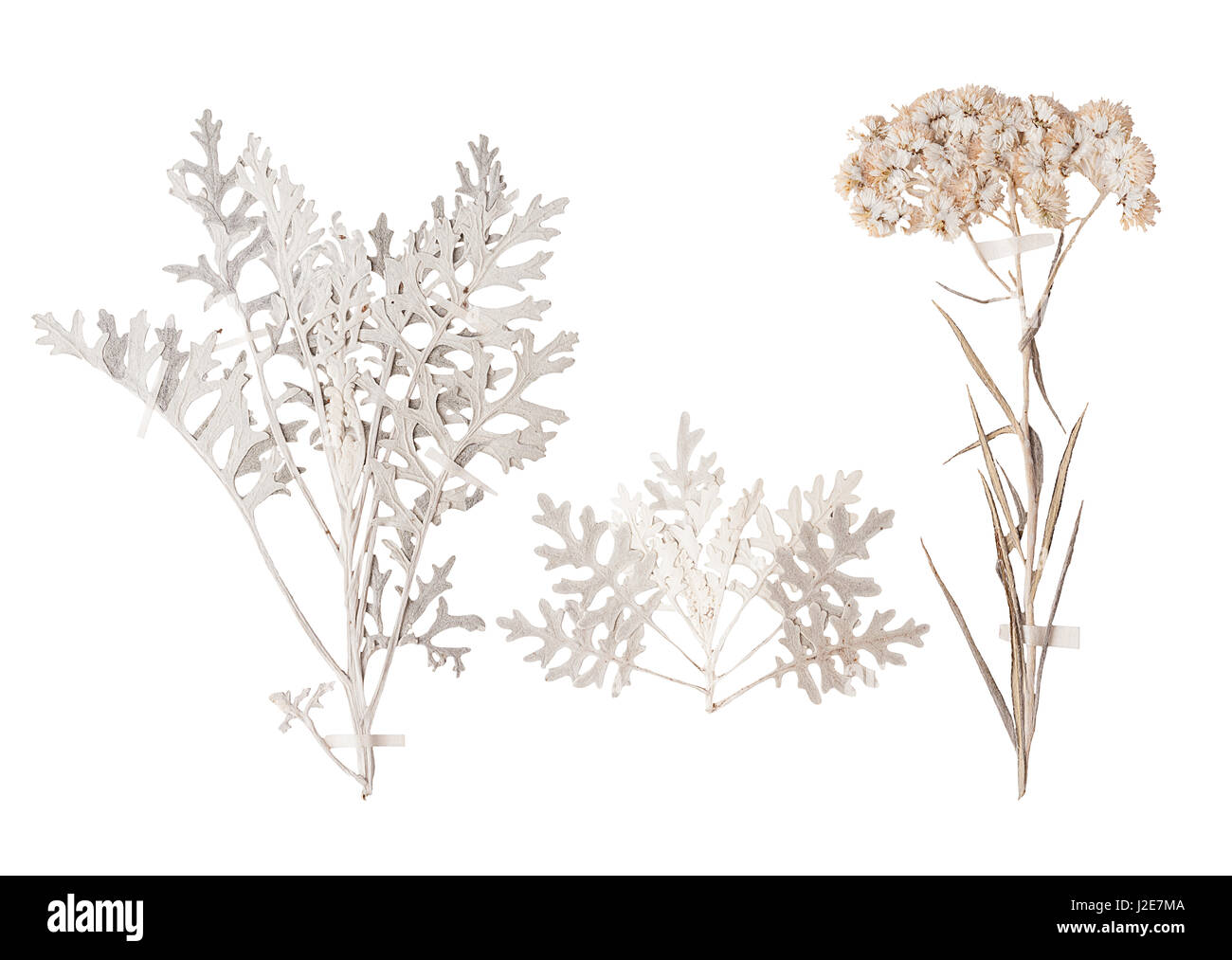 Set of wild dry pressed flowers and leaves, isolated Stock Photo - Alamy