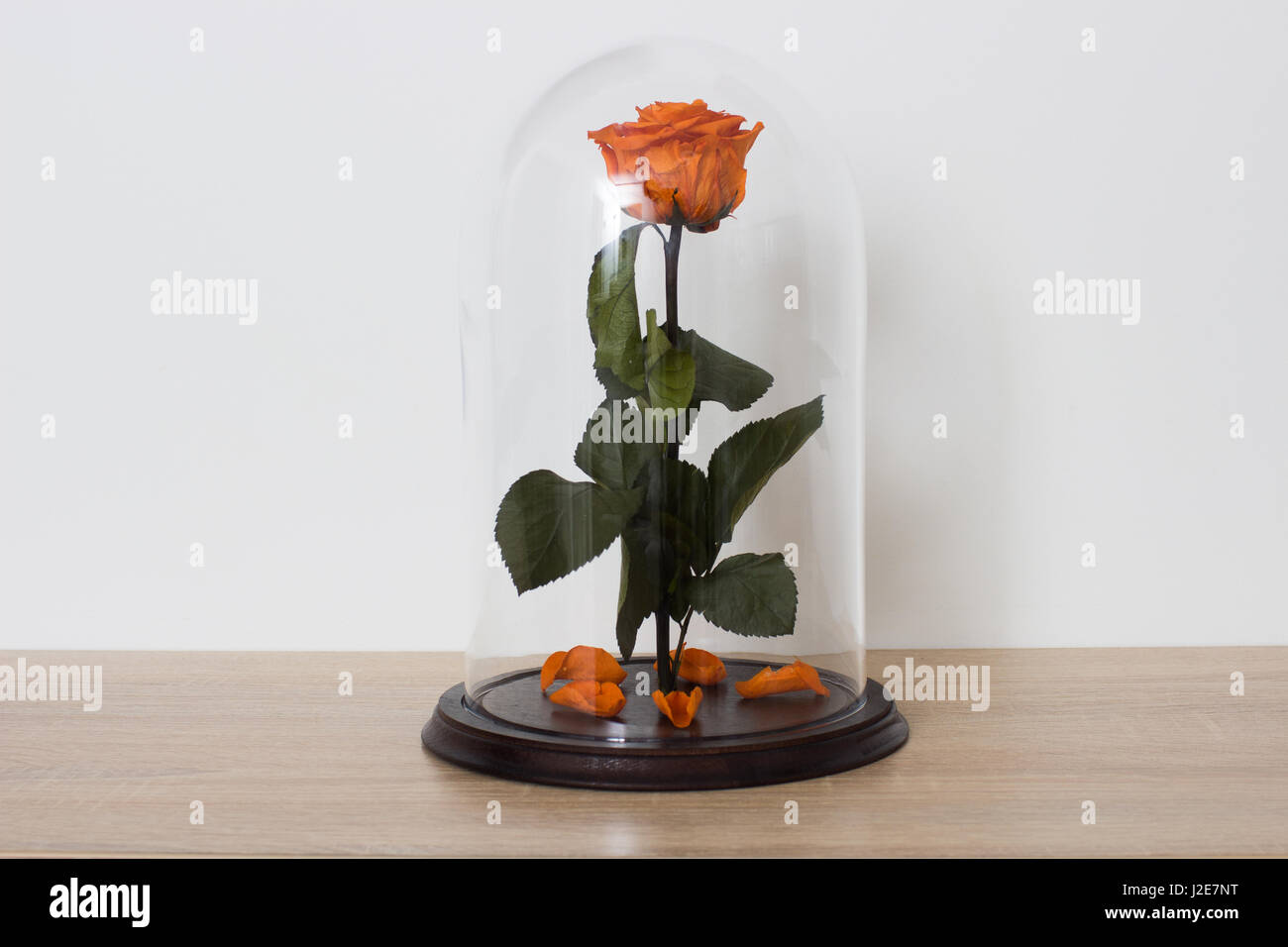 Red rose under glass hi-res stock photography and images - Alamy