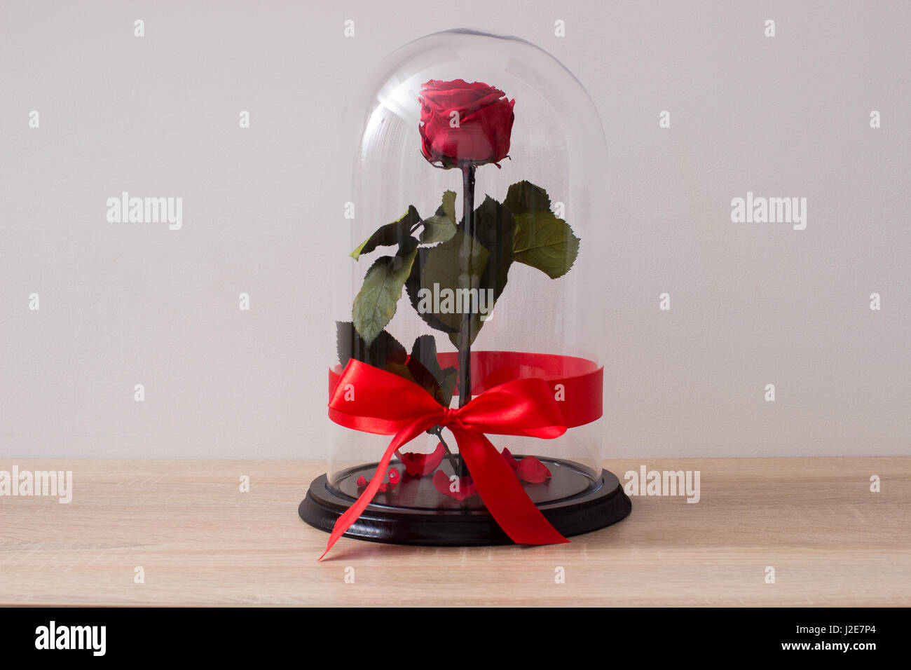 Red rose under glass hi-res stock photography and images - Alamy