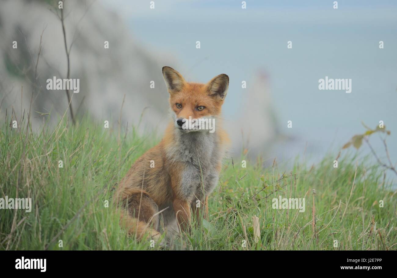 lone Fox on the clifftop overlooking the Needles, Isle of Wight, United ...