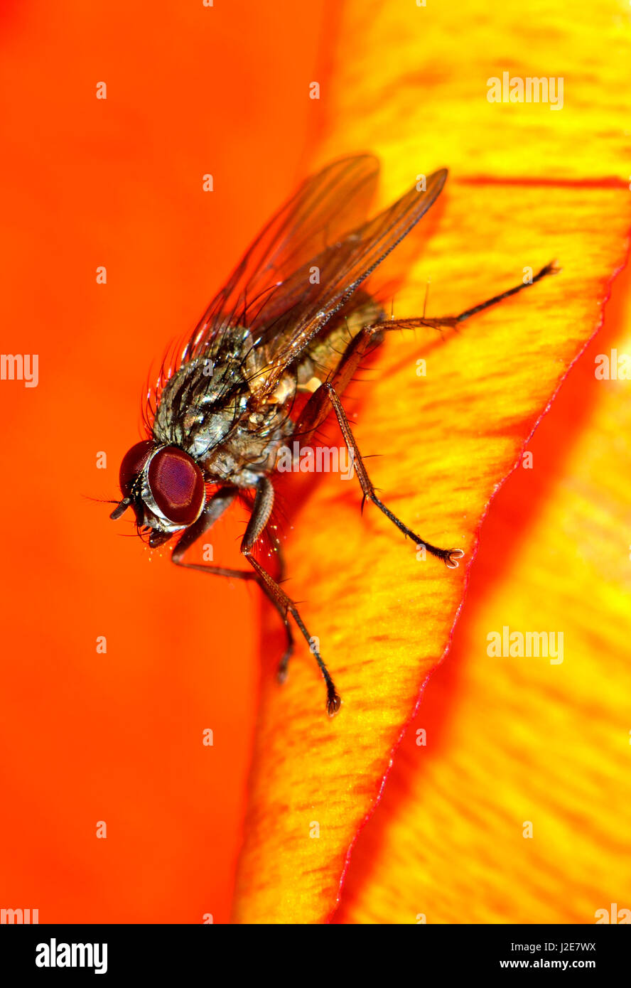 Lesser House Fly (Fannia canicularis) on a tulip Stock Photo - Alamy