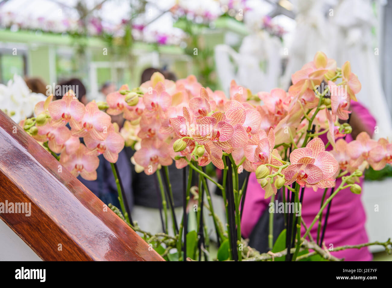 Beautiful orchids in Keukenhof park, Lisse, Holland Netherlands Stock Photo - Alamy