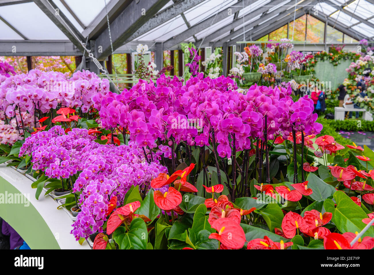 Beautiful orchids in Keukenhof park, Lisse, Holland Netherlands Stock ...