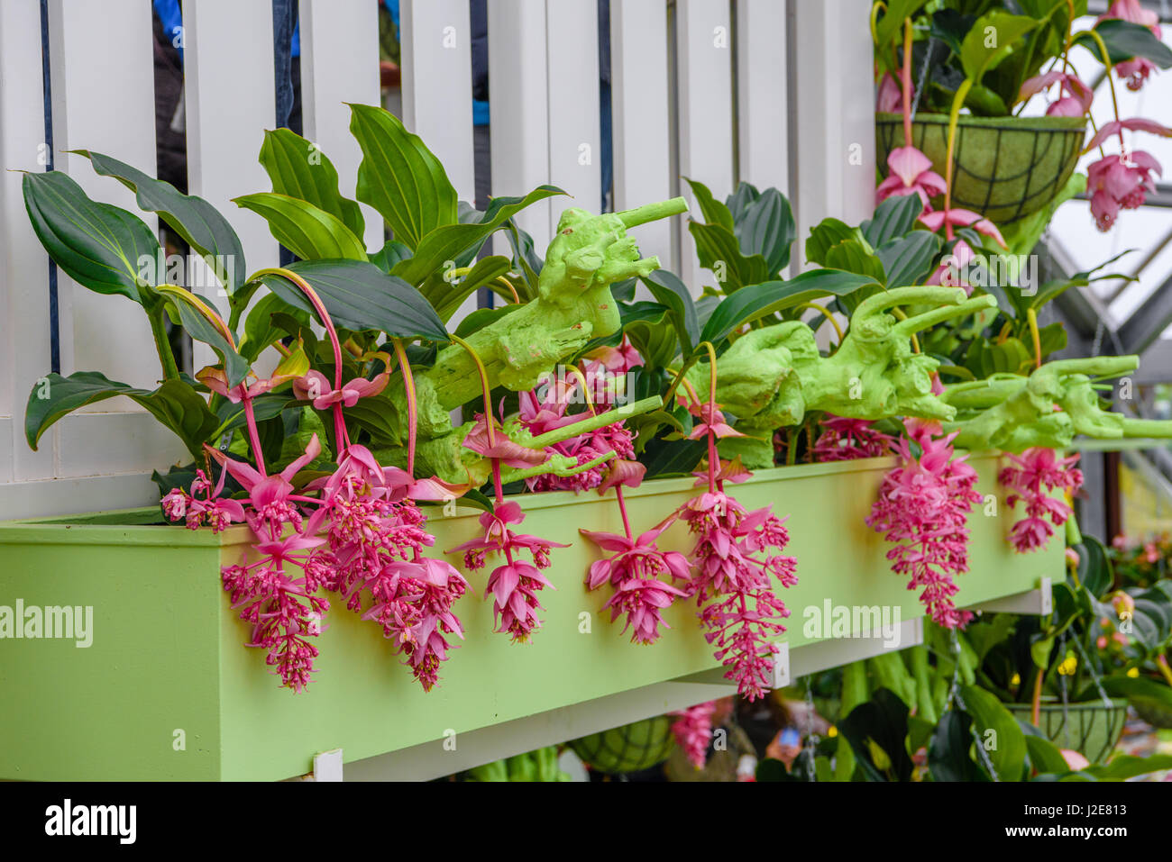 Beautiful orchids in Keukenhof park, Lisse, Holland Netherlands Stock ...