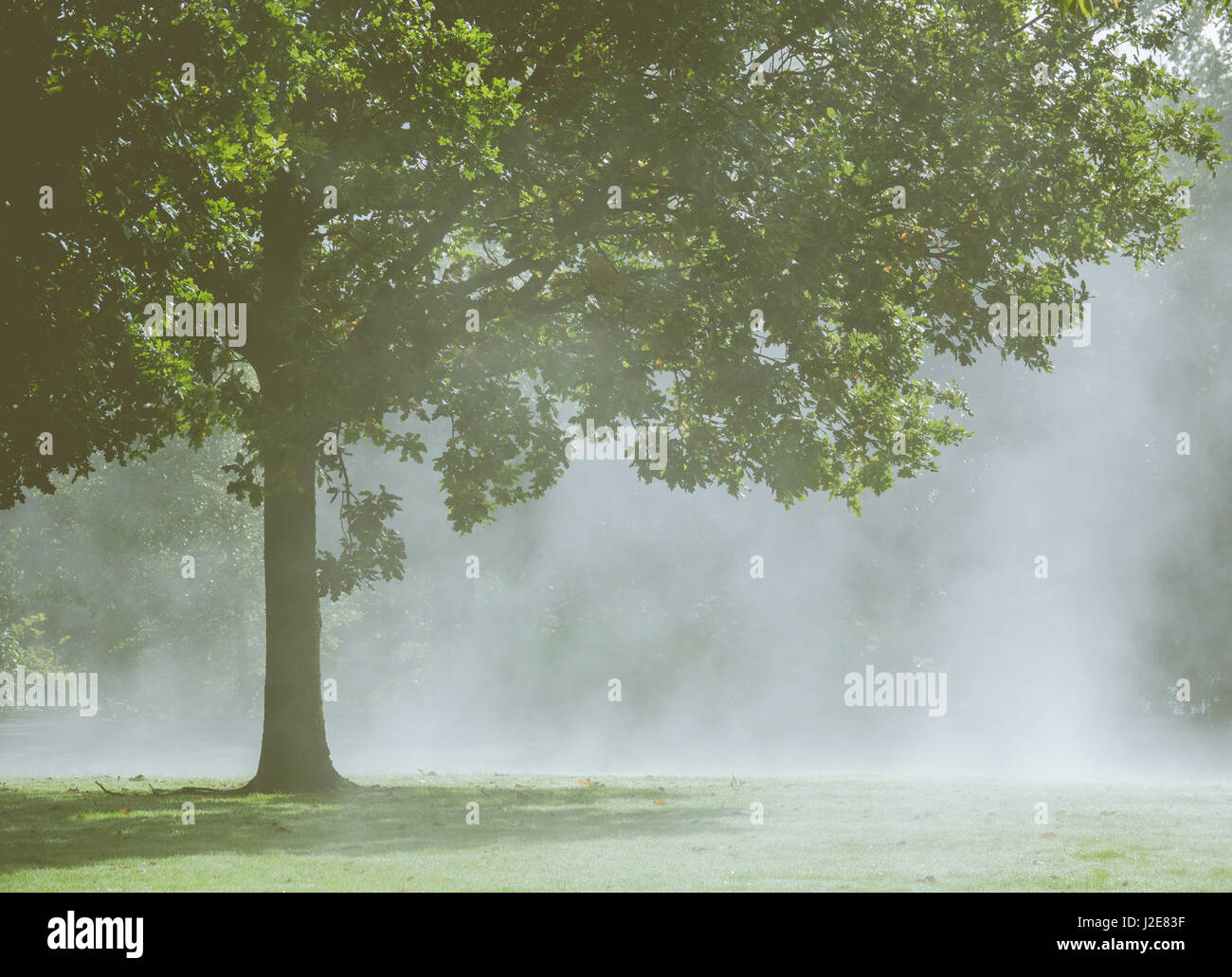 Beautiful green tree fog hi-res stock photography and images - Alamy
