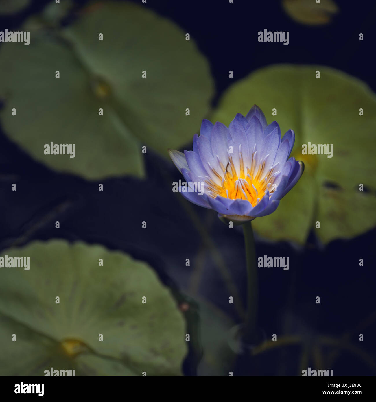 Groendal nature reserve hi-res stock photography and images - Alamy