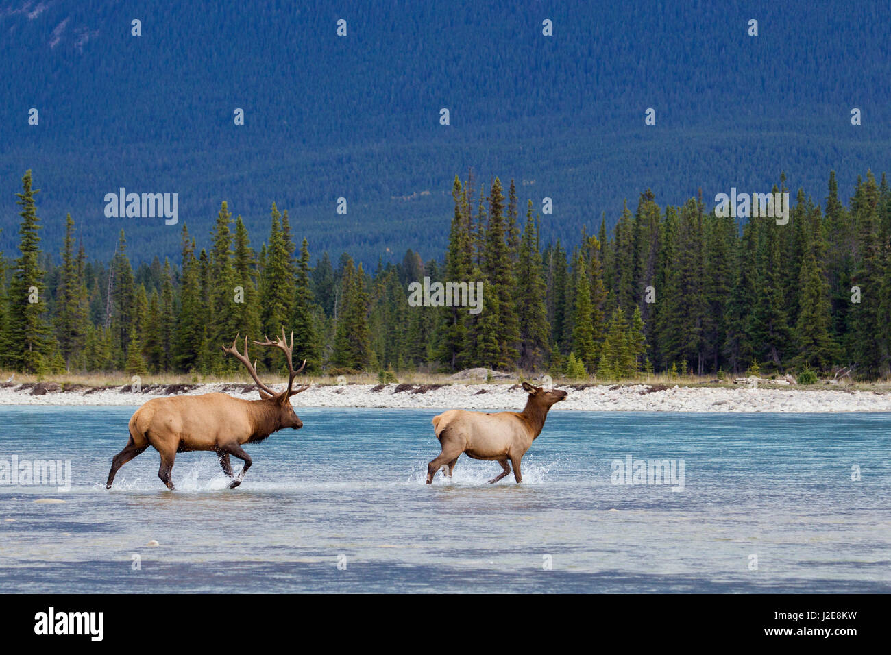 Cow chasing hi-res stock photography and images - Alamy