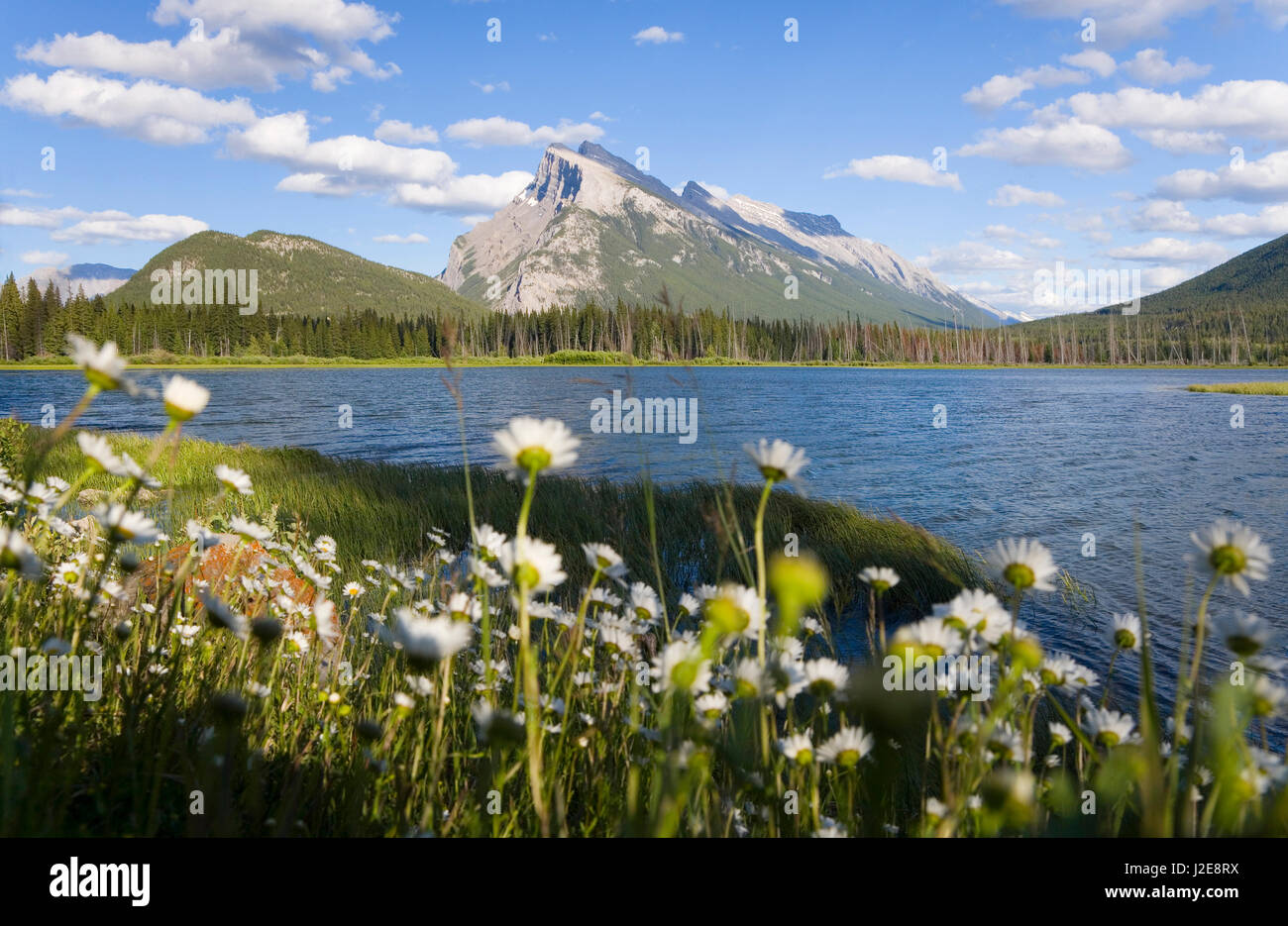 Wild flowers, Mt Rundle, Vermillion Lake, Banff National Park, Alberta ...