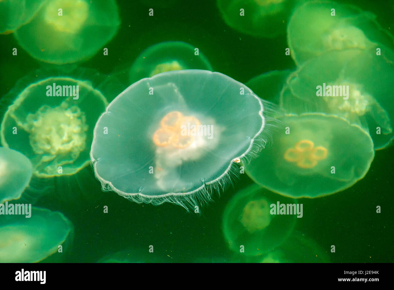 Canada, British Columbia, Inside Passage. Moon jelly fish at Hakai ...