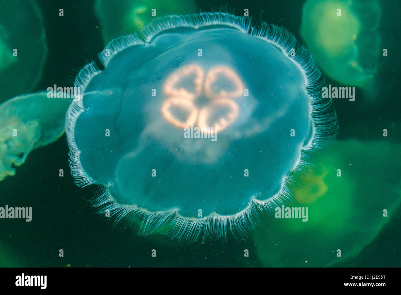 Jellyfish With Fish Inside