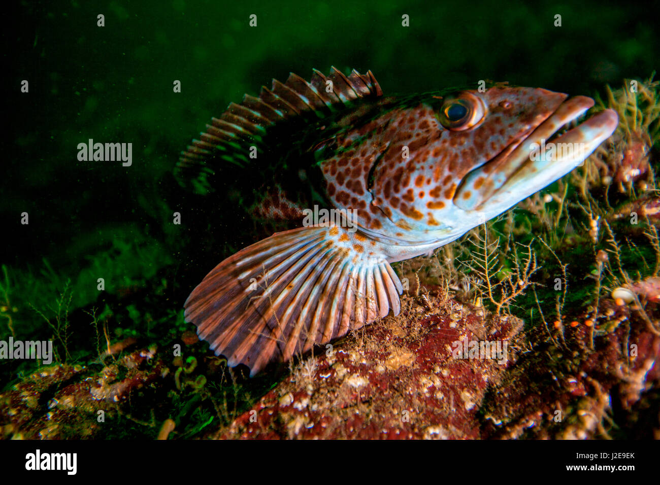 Lingcod fish hi-res stock photography and images - Alamy