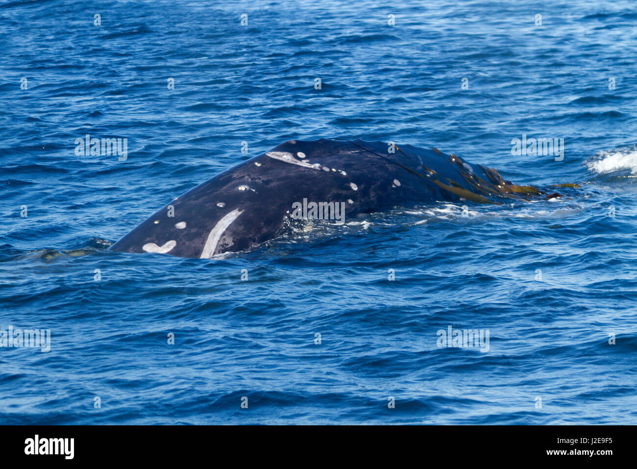 Canada, Pacific Rim National Park Reserve, West Coast Trail, Gray Whale ...