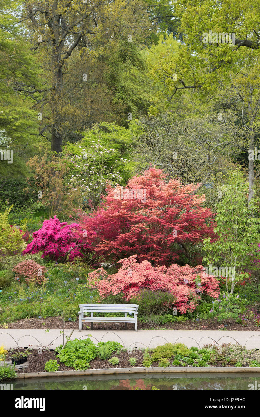Rhododendron flowering amongst the border in April at RHS Wisley ...