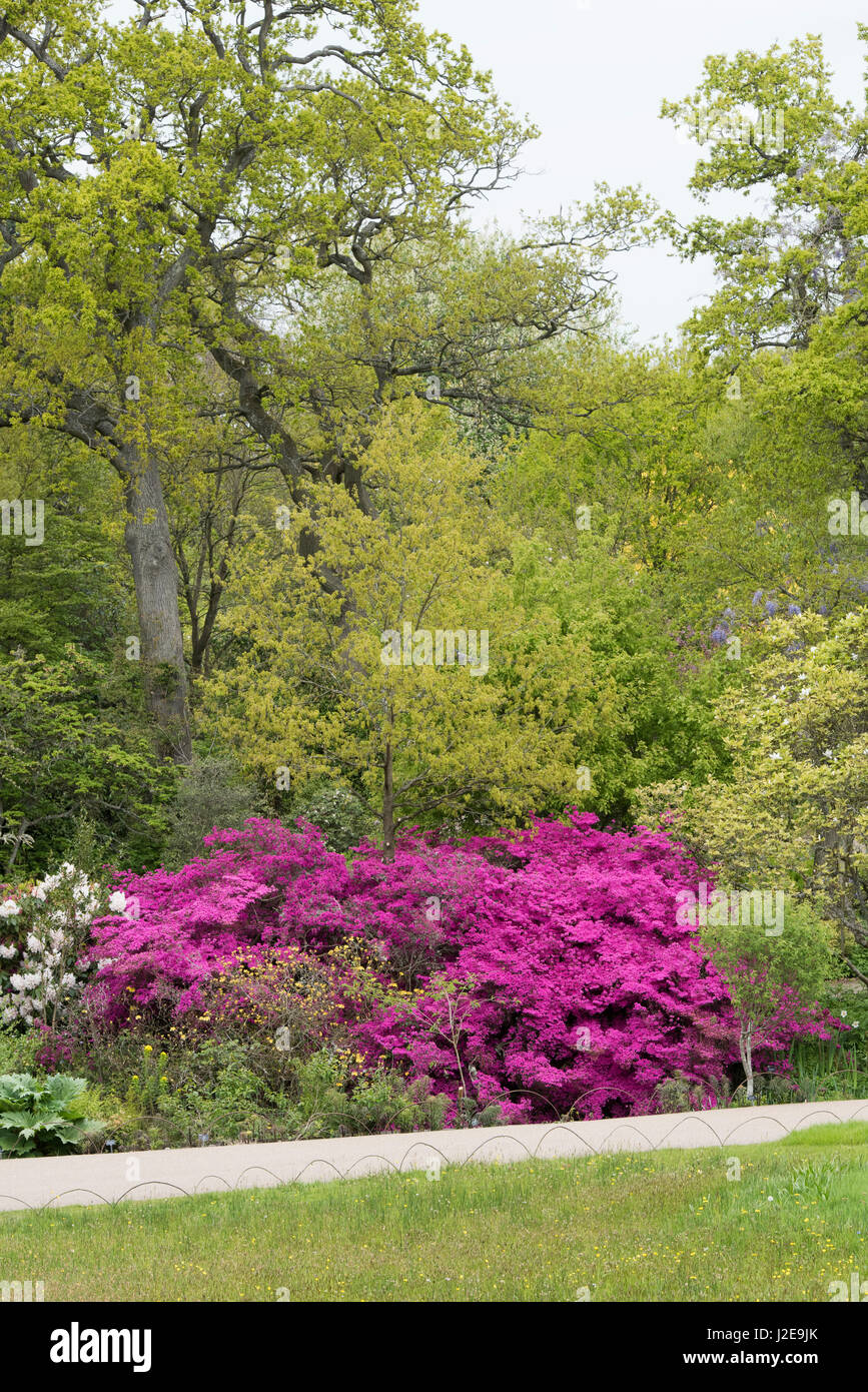 Rhododendron flowering amongst the border in April at RHS Wisley ...