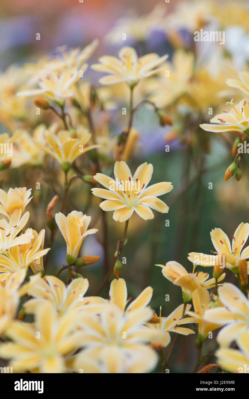 Lewisia columbiana 'Starburst'. Columbian lewisia flowers Stock Photo ...