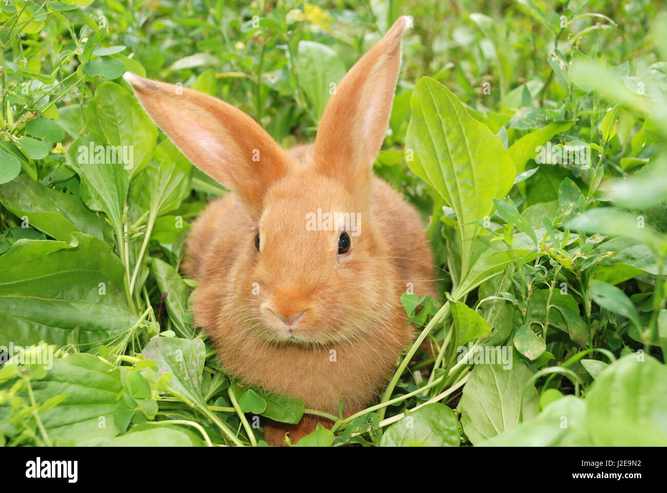 Little orange rabbit isolated on white background Stock Photo - Alamy