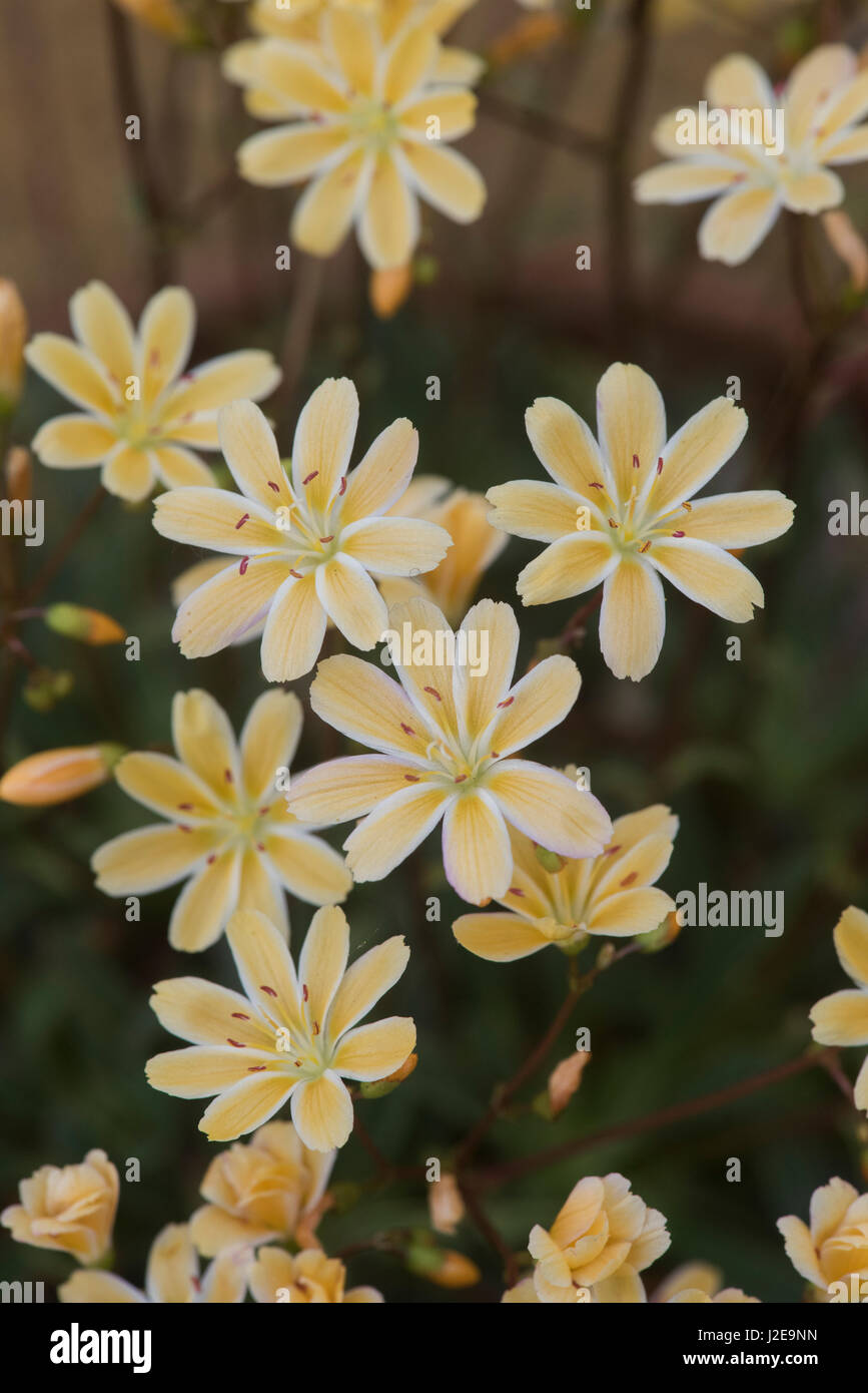 Lewisia columbiana 'Starburst'. Columbian lewisia flowers Stock Photo ...