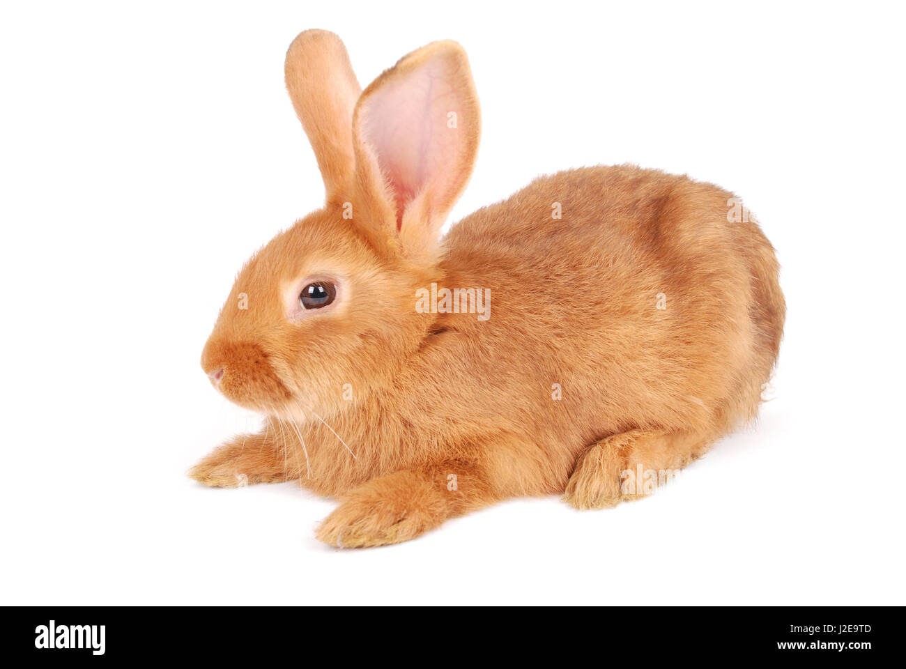 Little orange rabbit isolated on white background Stock Photo - Alamy
