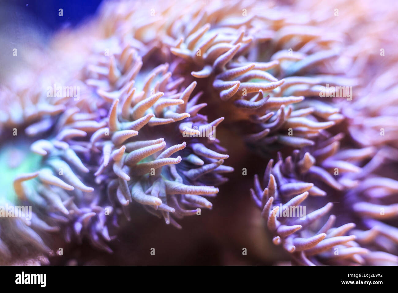 duncanopsammia coral close up Stock Photo - Alamy