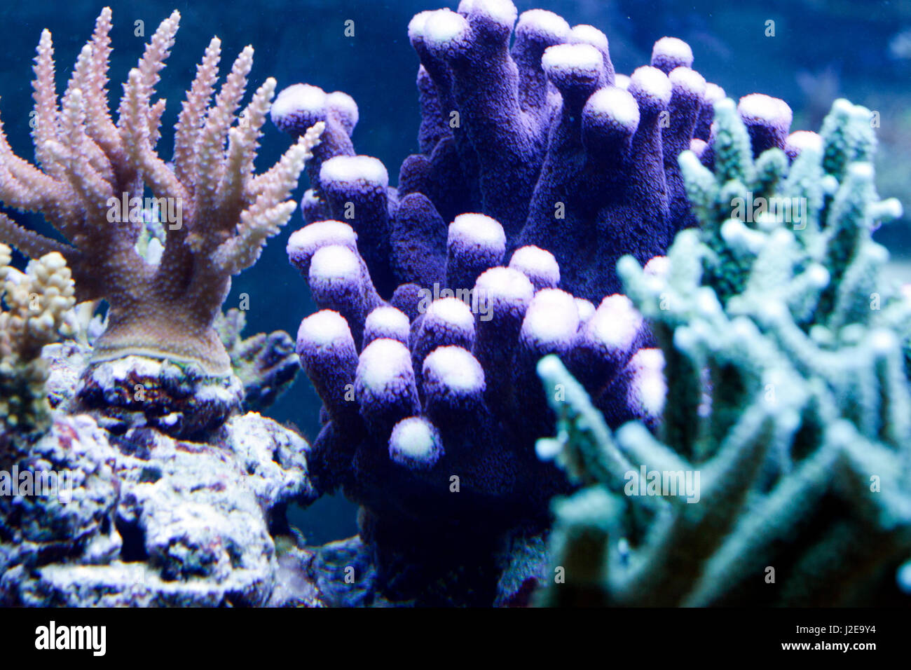Hard coral colonies in aquarium Stock Photo - Alamy