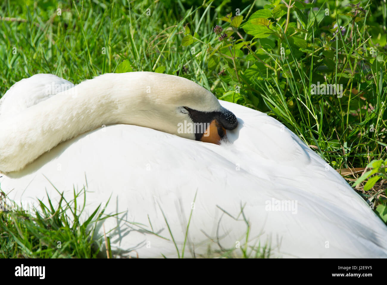 White goose portrait, domestic bird, farm poultry Stock Photo - Alamy