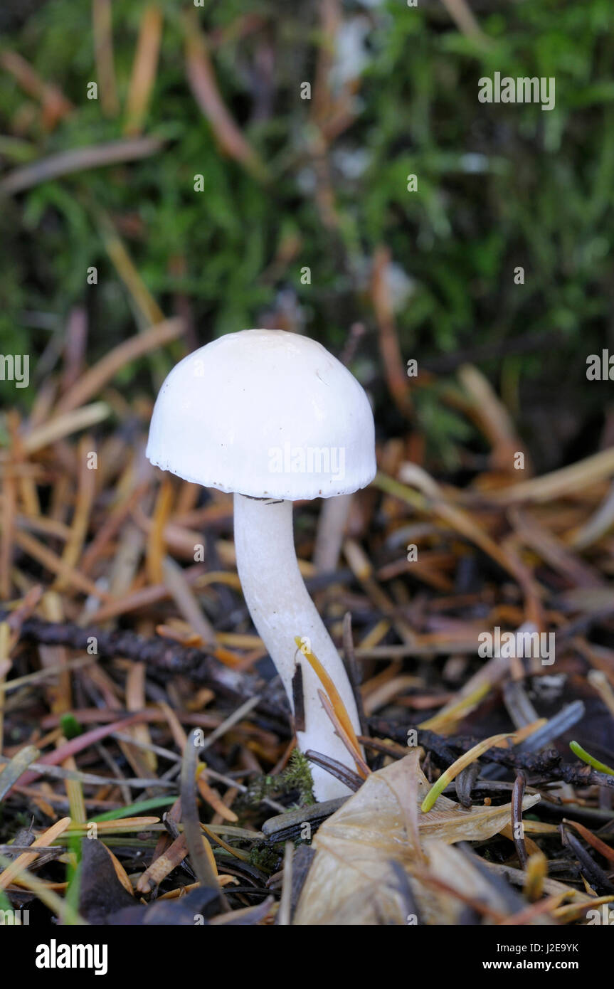 Canada, British Columbia, Vancouver. Rounded white capped mushroom ...