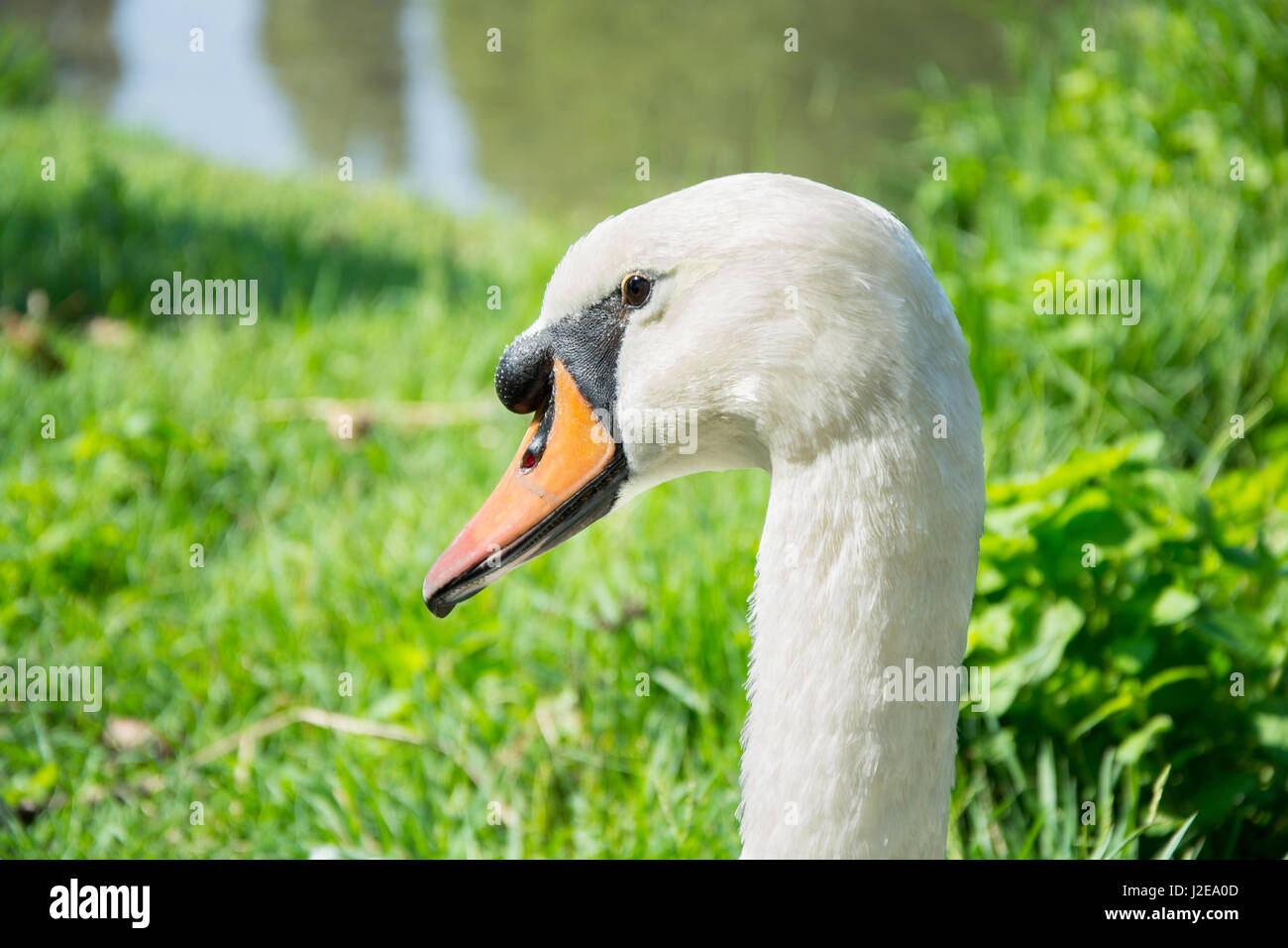 White goose portrait, domestic bird, farm poultry Stock Photo - Alamy