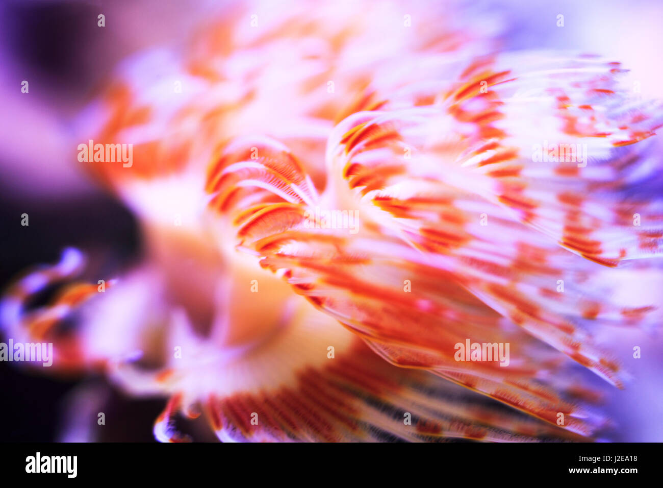 Worm Protula magnifica Stock Photo - Alamy