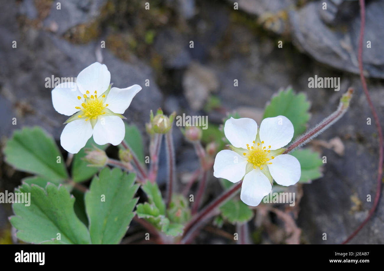 Canada, British Columbia, Vancouver Island. Coastal Strawberry ...