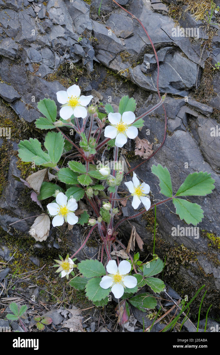Fragaria chiloensis hi-res stock photography and images - Alamy
