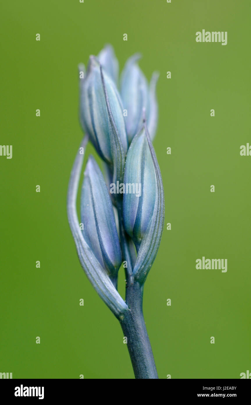 Canada, British Columbia, Vancouver Island. Common Camas (Camassia ...