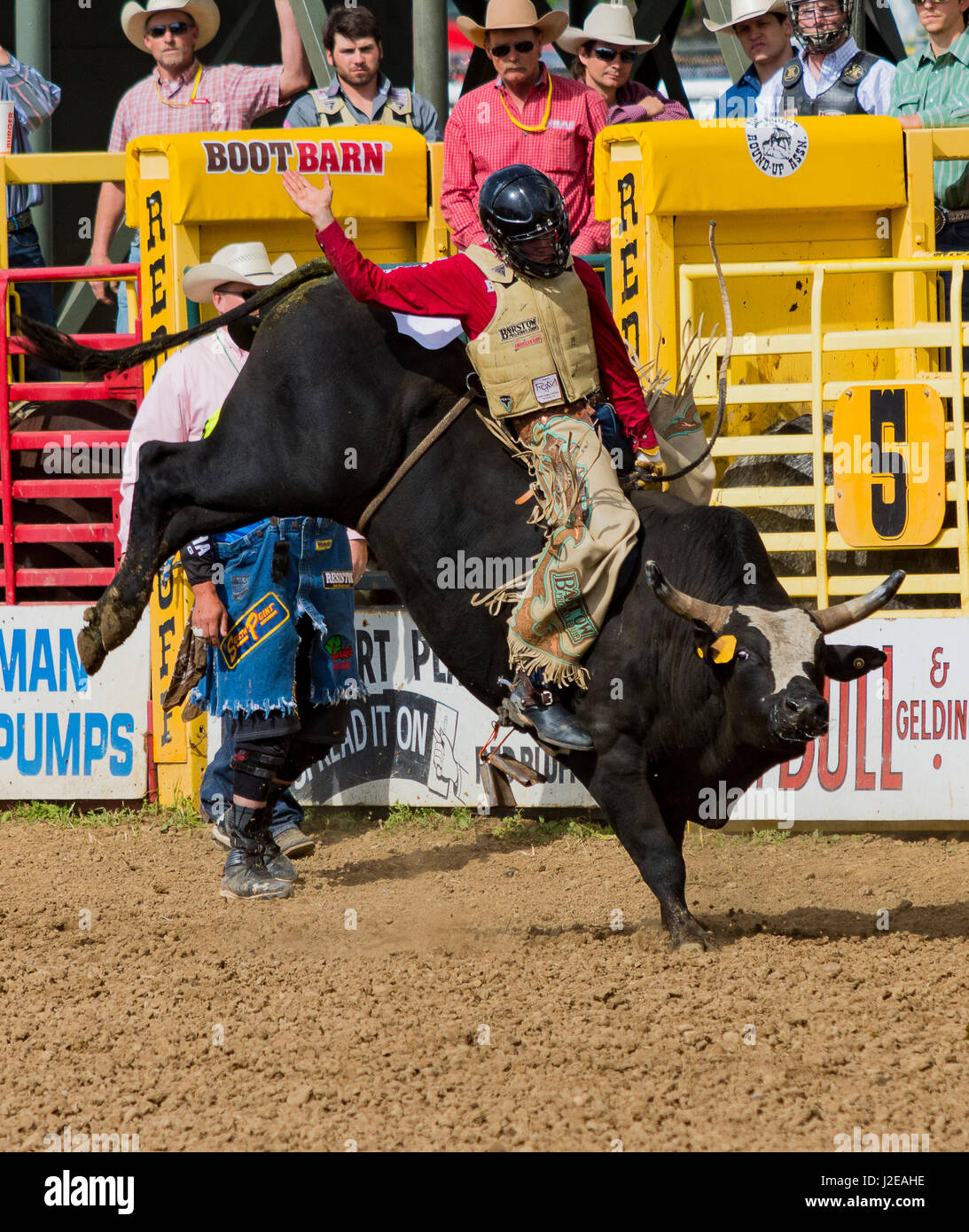 Bull riding hi-res stock photography and images - Alamy