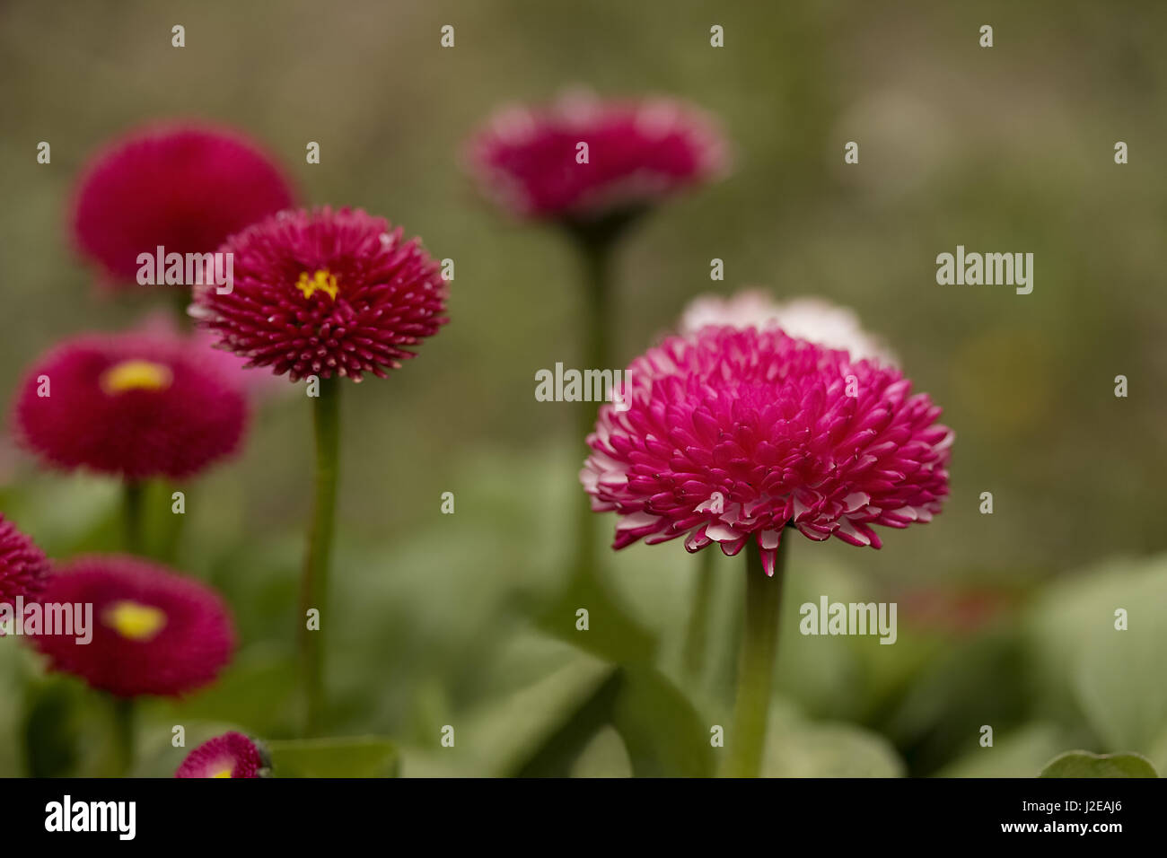 Pink English daisies - Bellis perennis. Spring Flowers Stock Photo - Alamy