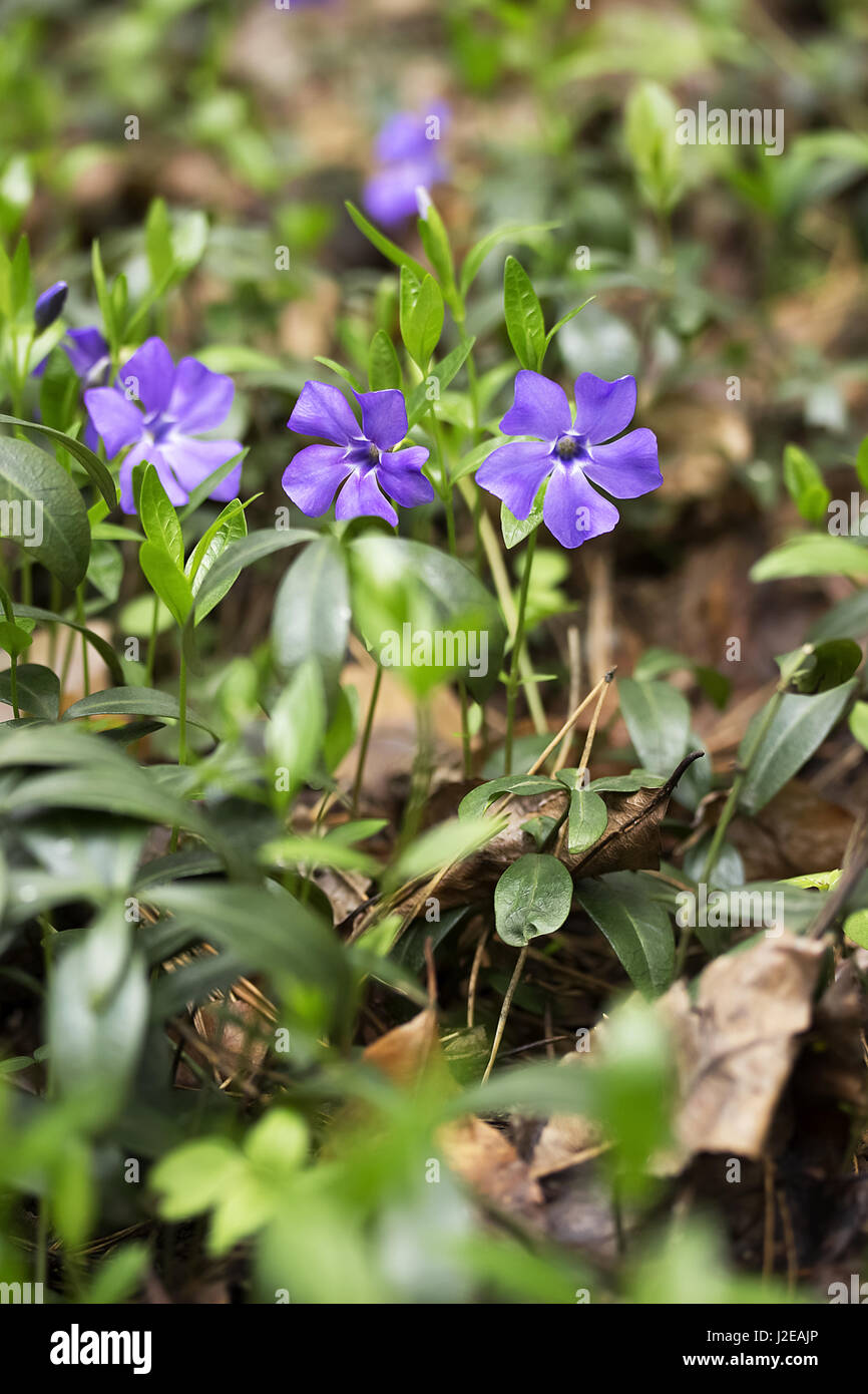 Blue periwinkle flower. Wild Vinca Periwinkle. Spring forest Stock ...