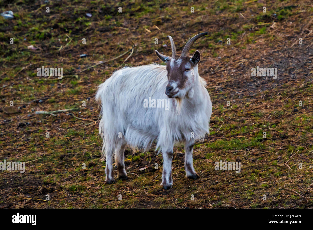 White brown goat with fluffy fur in nature grass Stock Photo - Alamy